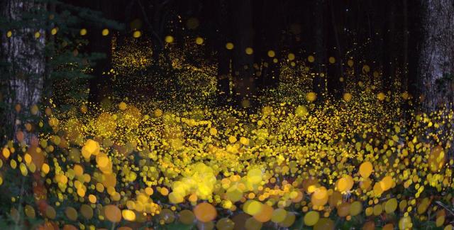 Firefly Time-Lapse Photography by Tsuneaki Hiramatsu