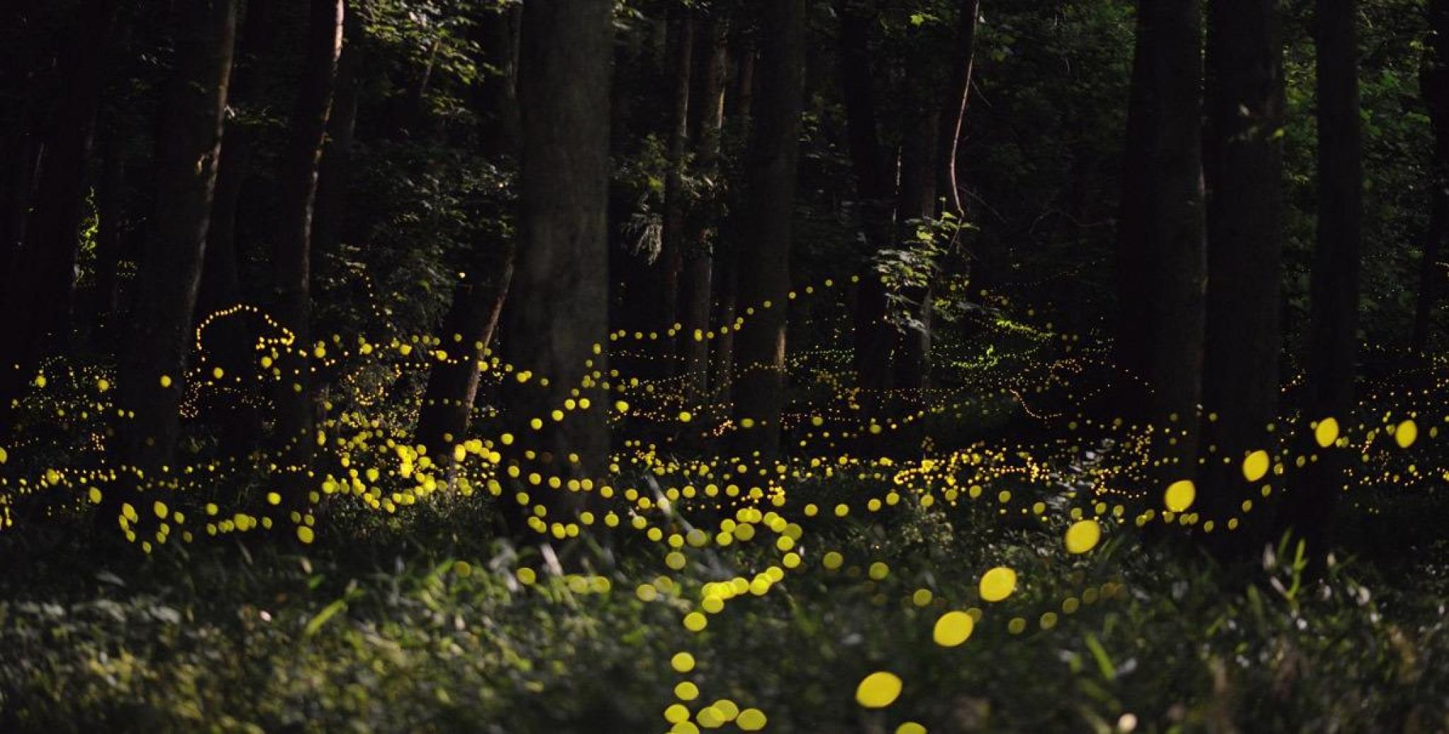 Firefly Time-Lapse Photography by Tsuneaki Hiramatsu