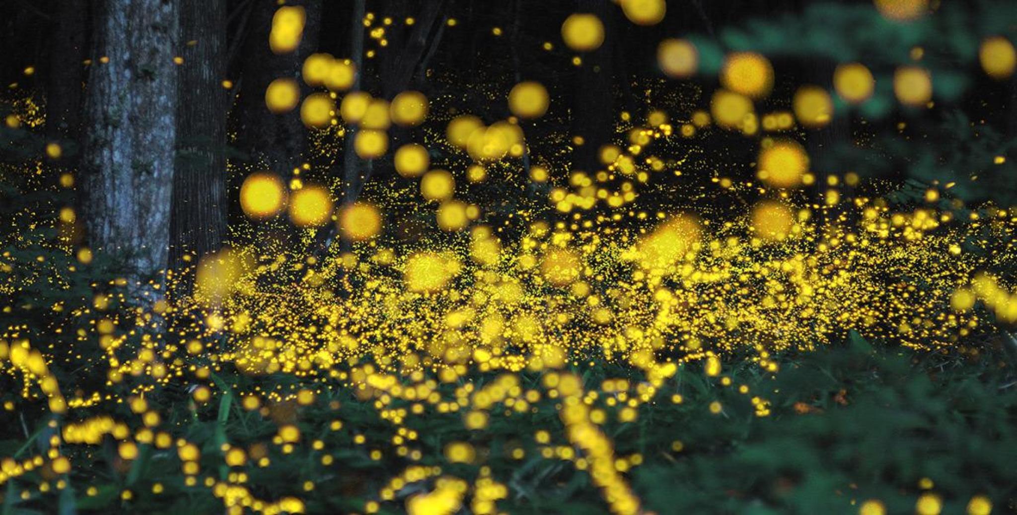 Firefly Time-Lapse Photography by Tsuneaki Hiramatsu