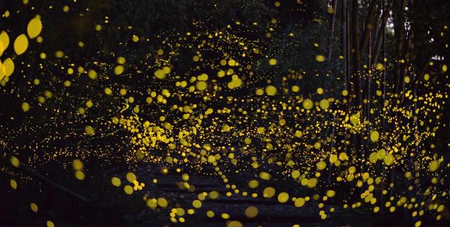 Firefly Time-Lapse Photography by Tsuneaki Hiramatsu