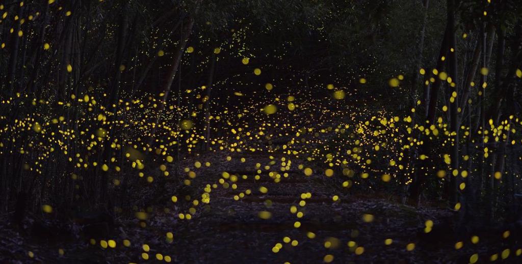 Firefly Time-Lapse Photography by Tsuneaki Hiramatsu