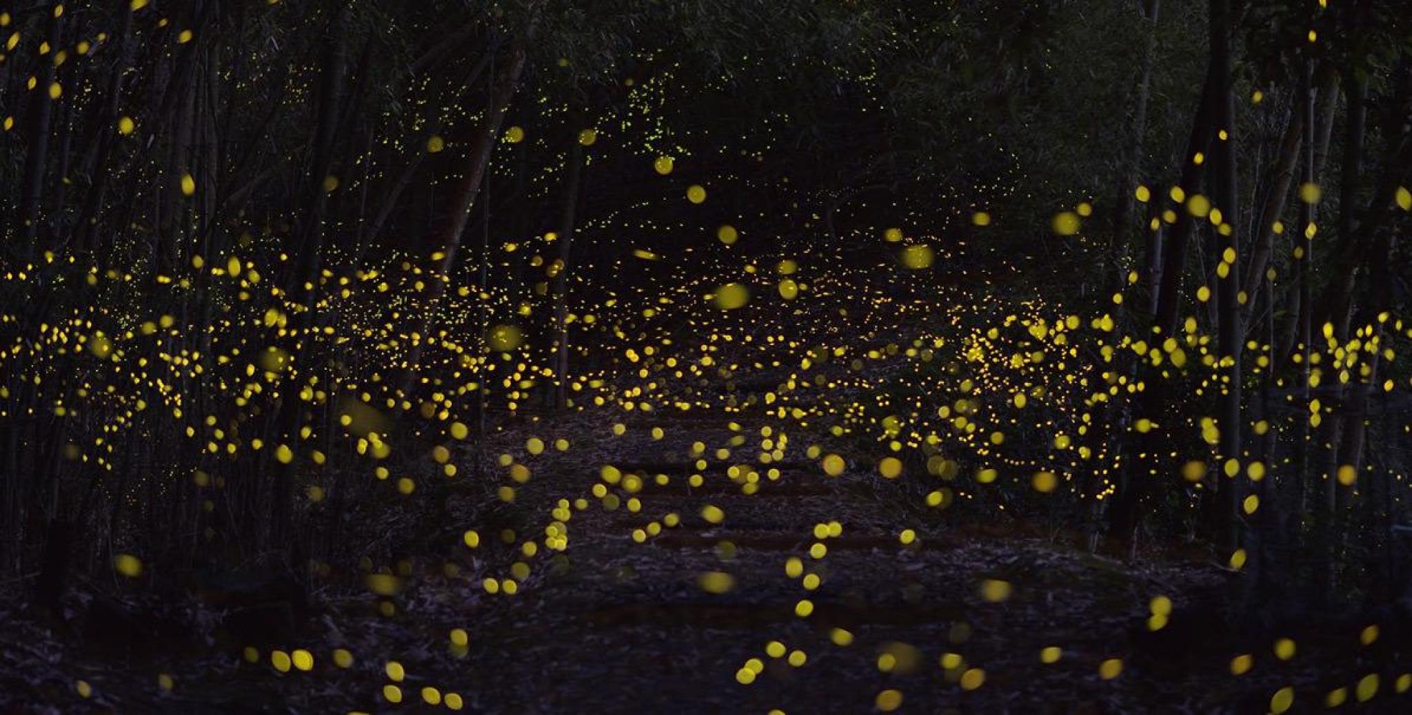Firefly Time-Lapse Photography by Tsuneaki Hiramatsu