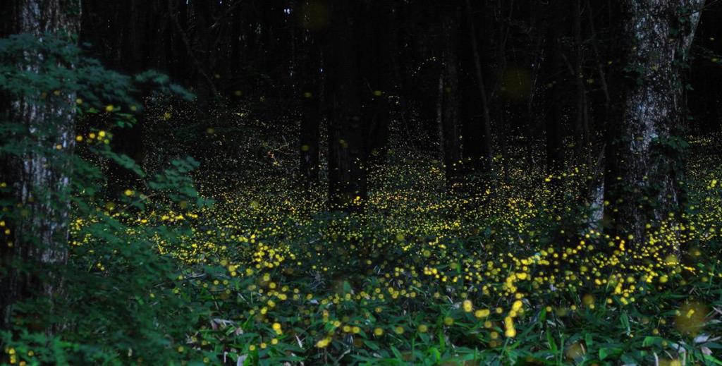 Firefly Time-Lapse Photography by Tsuneaki Hiramatsu