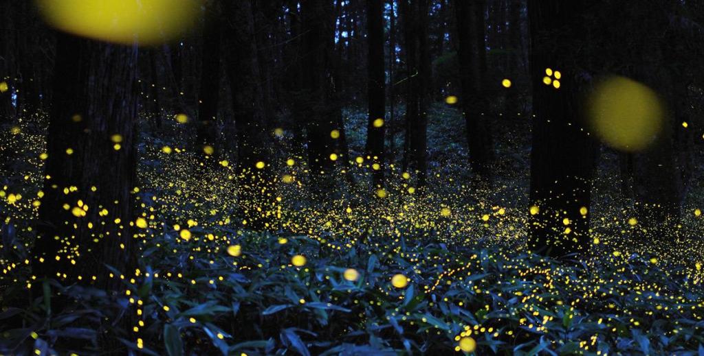 Firefly Time-Lapse Photography by Tsuneaki Hiramatsu