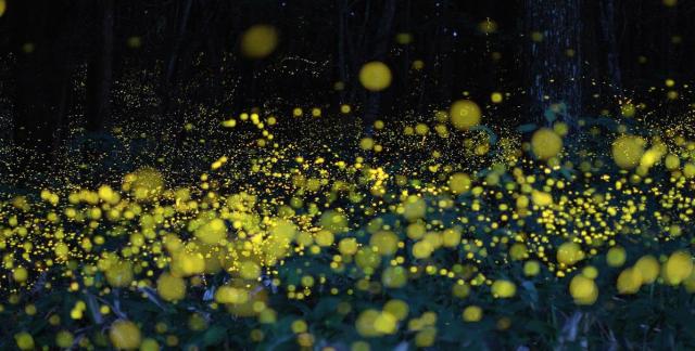 Firefly Time-Lapse Photography by Tsuneaki Hiramatsu