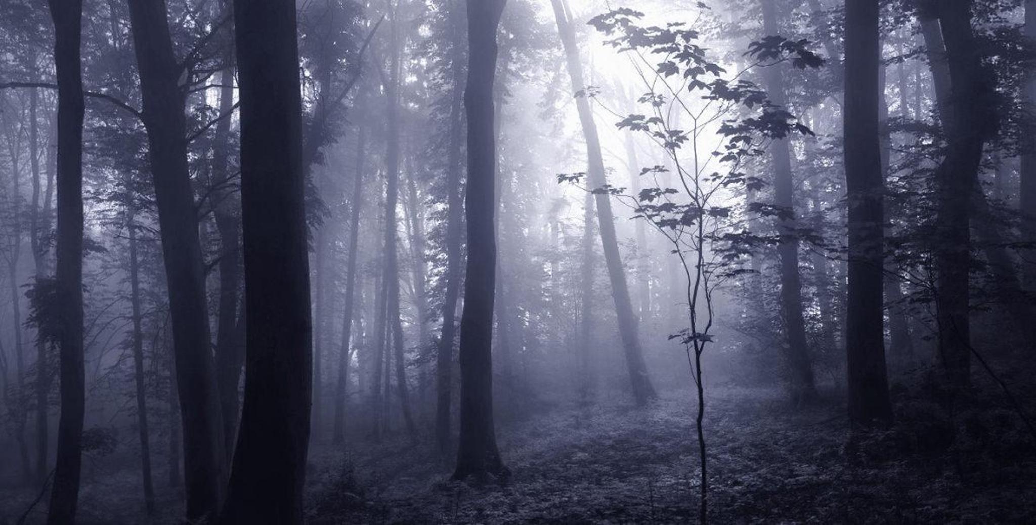 The Dark Forest by Kilian Schönberger